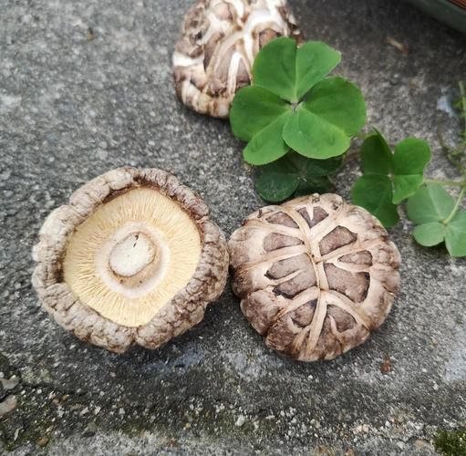 花菇泡发要多久_花菇怎么泡发才快-第3张图片-山城妙识