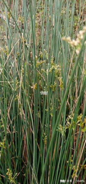 灯芯草的功效与作用_灯芯草可以天天喝吗-第2张图片-山城妙识