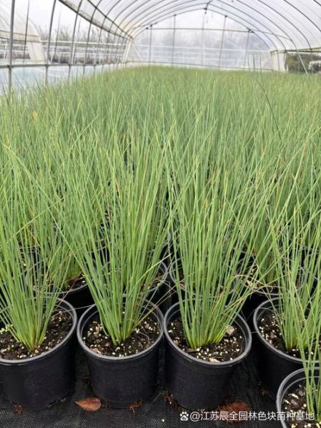 灯芯草的功效与作用_灯芯草可以天天喝吗-第3张图片-山城妙识