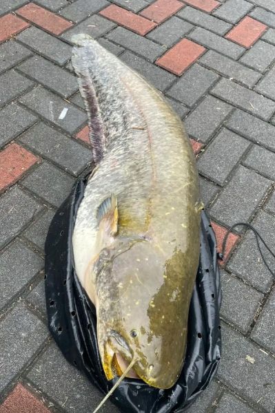 大口鲶鱼图片怎么拍_大口鲶鱼高清图哪里找-第2张图片-山城妙识