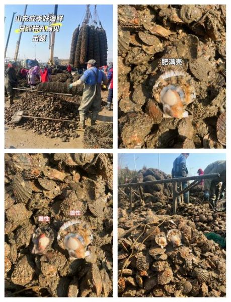 扇贝怎么清洗干净_扇贝清洗视频教程-第2张图片-山城妙识 扇贝怎么清洗干净_扇贝清洗视频教程-第2张图片-山城妙识