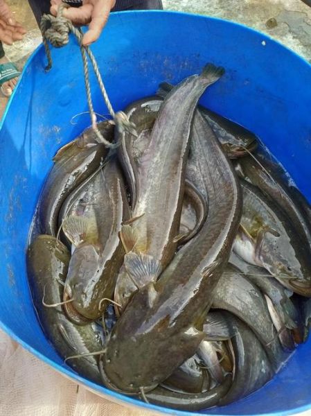 大口鲶鱼图片怎么拍_大口鲶鱼高清图哪里找-第1张图片-山城妙识