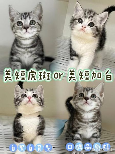 起司猫和虎斑猫的区别_如何一眼分辨-第2张图片-山城妙识