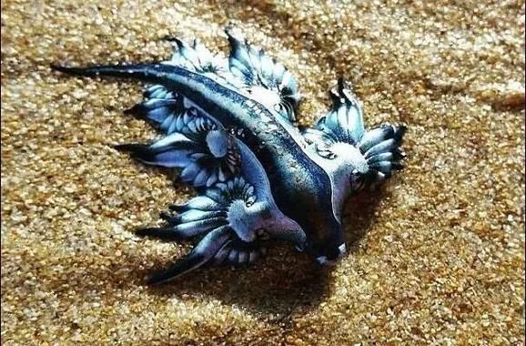 海蛞蝓怎么读_海蛞蝓是什么动物-第3张图片-山城妙识