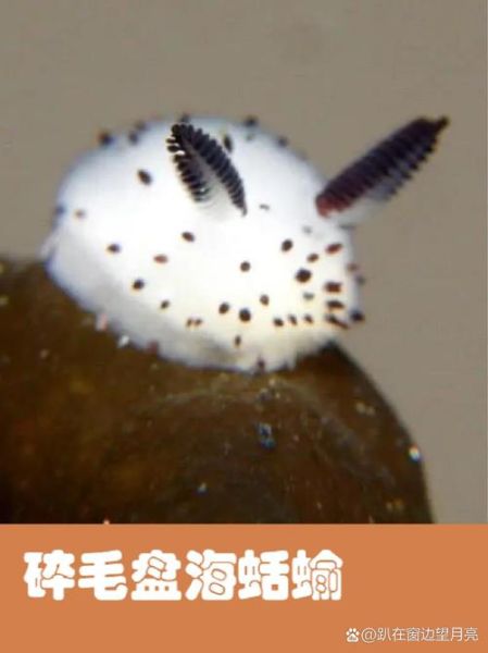 海蛞蝓怎么读_海蛞蝓是什么动物-第2张图片-山城妙识