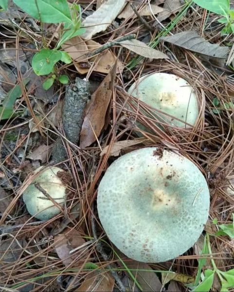 白杆杆红伞伞能吃吗_中毒症状多久出现-第3张图片-山城妙识 白杆杆红伞伞能吃吗_中毒症状多久出现-第3张图片-山城妙识