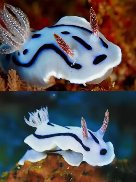 海蛞蝓怎么读_海蛞蝓是什么动物-第1张图片-山城妙识