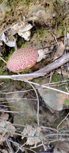 白杆杆红伞伞能吃吗_中毒症状多久出现-第1张图片-山城妙识 白杆杆红伞伞能吃吗_中毒症状多久出现-第1张图片-山城妙识