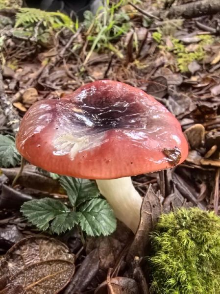 白杆杆红伞伞能吃吗_中毒症状多久出现-第2张图片-山城妙识 白杆杆红伞伞能吃吗_中毒症状多久出现-第2张图片-山城妙识