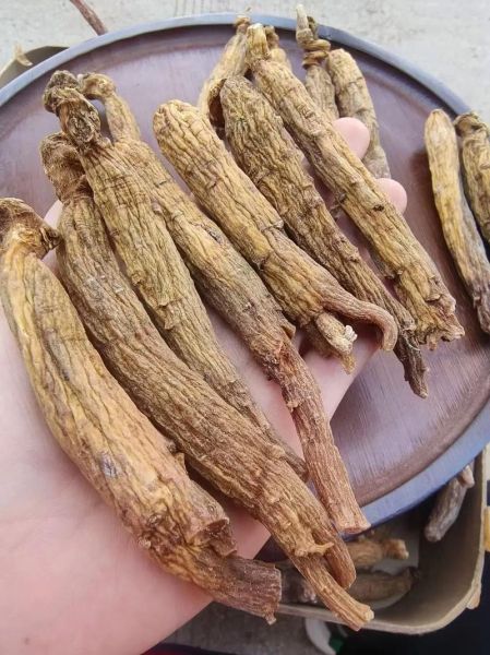 高丽参图片大全大图_如何辨别真假-第3张图片-山城妙识 高丽参图片大全大图_如何辨别真假-第3张图片-山城妙识