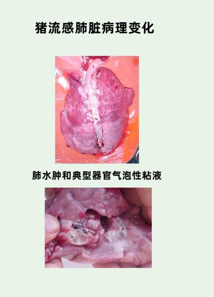 猪肺疫图片_如何识别典型症状-第2张图片-山城妙识