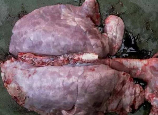 猪肺疫图片_如何识别典型症状-第3张图片-山城妙识