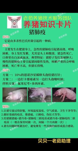 猪肺疫图片_如何识别典型症状-第1张图片-山城妙识