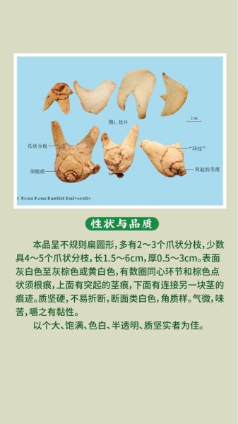 白芨长什么样_白芨真假怎么辨别-第1张图片-山城妙识 白芨长什么样_白芨真假怎么辨别-第1张图片-山城妙识