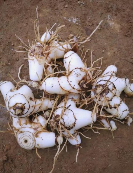 白芨长什么样_白芨真假怎么辨别-第3张图片-山城妙识 白芨长什么样_白芨真假怎么辨别-第3张图片-山城妙识