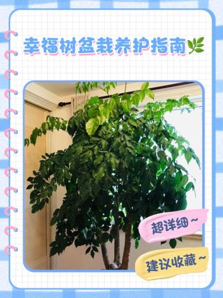 幸福树怎么养_幸福树养殖注意事项-第3张图片-山城妙识 幸福树怎么养_幸福树养殖注意事项-第3张图片-山城妙识