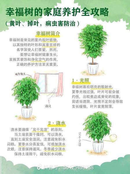 幸福树怎么养_幸福树养殖注意事项-第1张图片-山城妙识 幸福树怎么养_幸福树养殖注意事项-第1张图片-山城妙识
