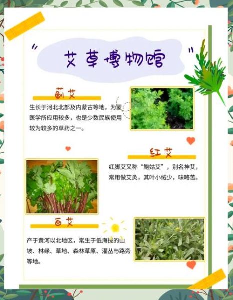 艾草有多少种_艾草品种大全-第1张图片-山城妙识