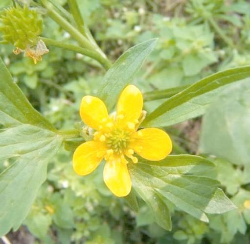 猫爪草的功效与作用_猫爪草图片长什么样-第3张图片-山城妙识