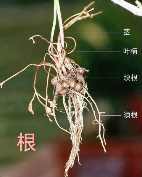 猫爪草的功效与作用_猫爪草图片长什么样-第2张图片-山城妙识