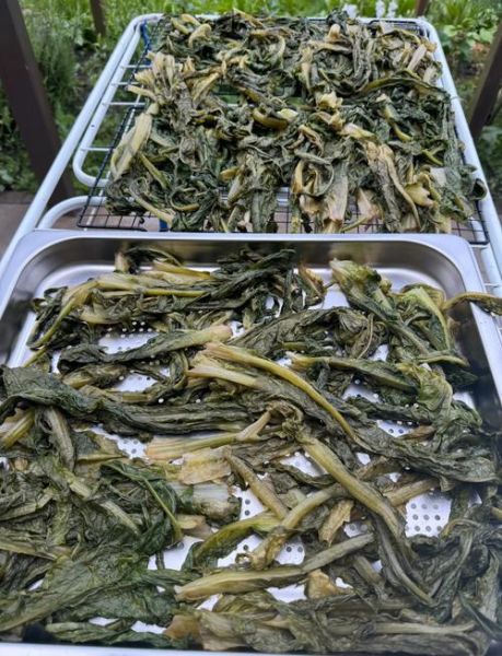 凉拌新鲜橄榄菜怎么做_橄榄菜凉拌要不要焯水-第1张图片-山城妙识