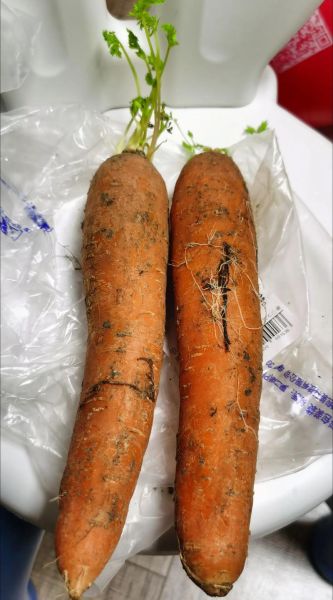 胡萝卜怎么保存不发芽_胡萝卜图片高清细节-第1张图片-山城妙识