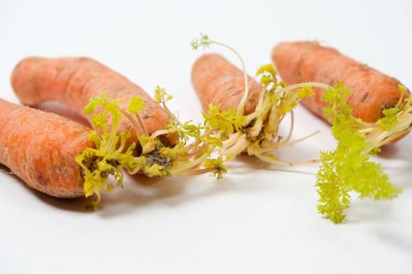 胡萝卜怎么保存不发芽_胡萝卜图片高清细节-第2张图片-山城妙识