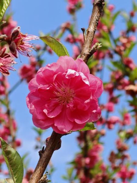 春天有哪些花_春天赏花最佳时间-第1张图片-山城妙识