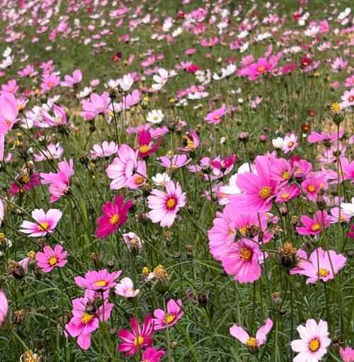 春天有哪些花_春天赏花最佳时间-第3张图片-山城妙识