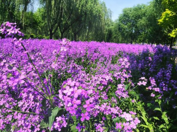 春天有哪些花_春天赏花最佳时间-第2张图片-山城妙识