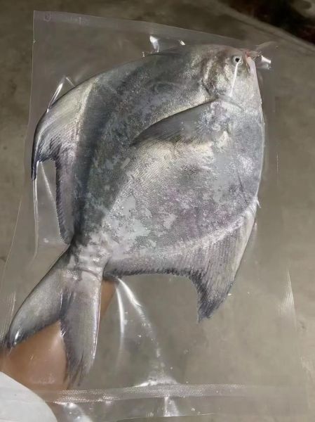大鲳鱼多少钱一斤_大鲳鱼价格为什么差距大-第2张图片-山城妙识