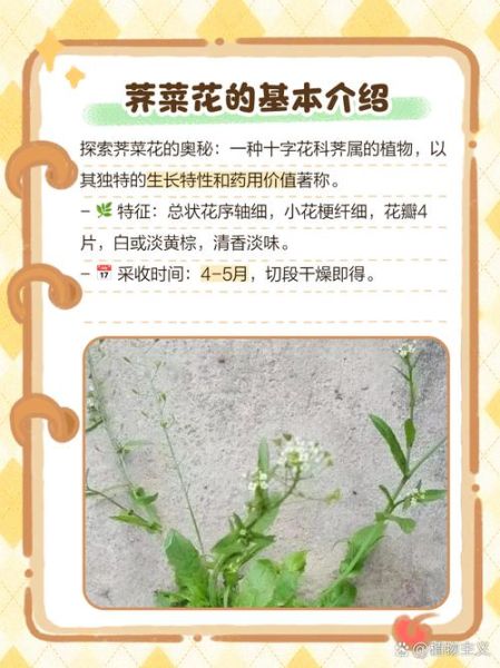 荠菜花晒干泡水喝有什么功效_荠菜花晒干泡水喝的正确方法-第1张图片-山城妙识