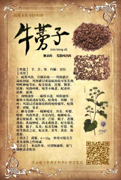 牛蒡子别名叫什么_牛蒡子功效与作用有哪些-第3张图片-山城妙识 牛蒡子别名叫什么_牛蒡子功效与作用有哪些-第3张图片-山城妙识