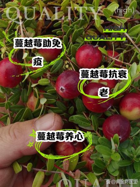 蔓越莓的功效与作用_蔓越莓的禁忌症有哪些-第1张图片-山城妙识 蔓越莓的功效与作用_蔓越莓的禁忌症有哪些-第1张图片-山城妙识