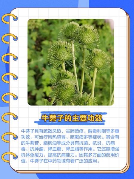 牛蒡子别名叫什么_牛蒡子功效与作用有哪些-第2张图片-山城妙识 牛蒡子别名叫什么_牛蒡子功效与作用有哪些-第2张图片-山城妙识