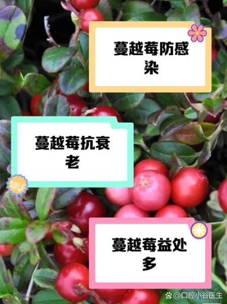 蔓越莓的功效与作用_蔓越莓的禁忌症有哪些-第2张图片-山城妙识 蔓越莓的功效与作用_蔓越莓的禁忌症有哪些-第2张图片-山城妙识