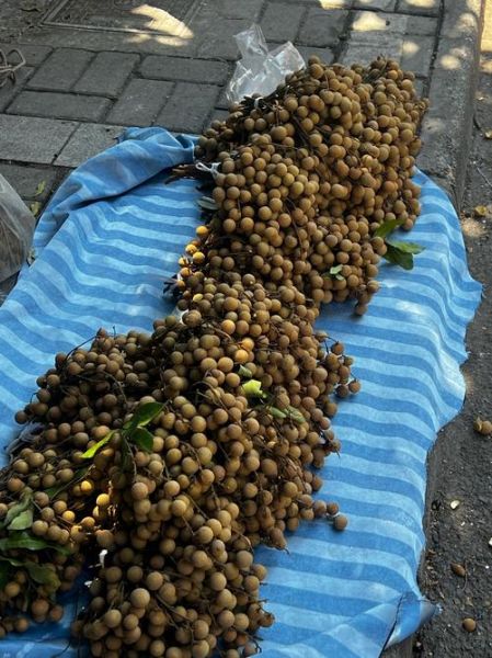 桂圆多少钱一斤_桂圆价格受哪些因素影响-第1张图片-山城妙识 桂圆多少钱一斤_桂圆价格受哪些因素影响-第1张图片-山城妙识