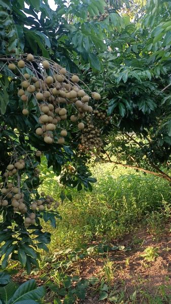 桂圆多少钱一斤_桂圆价格受哪些因素影响-第2张图片-山城妙识 桂圆多少钱一斤_桂圆价格受哪些因素影响-第2张图片-山城妙识