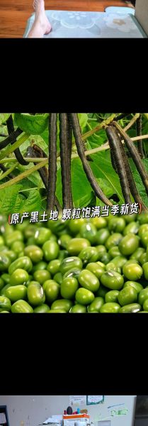 黑绿豆的功效与作用_黑绿豆怎么吃最养肾-第2张图片-山城妙识 黑绿豆的功效与作用_黑绿豆怎么吃最养肾-第2张图片-山城妙识