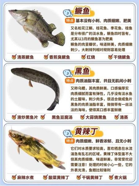 常见淡水鱼种类有哪些_如何区分观赏鱼与食用鱼-第3张图片-山城妙识