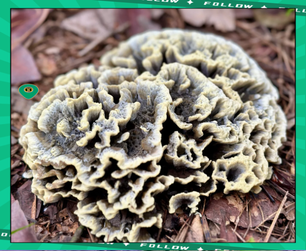 干巴菌的功效与作用_干巴菌怎么吃最营养-第1张图片-山城妙识