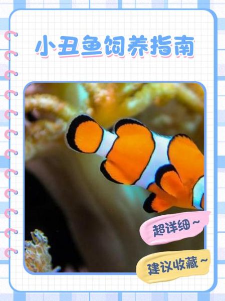 小丑鱼怎么养_小丑鱼能和什么鱼混养-第1张图片-山城妙识 小丑鱼怎么养_小丑鱼能和什么鱼混养-第1张图片-山城妙识