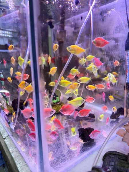 小丑鱼怎么养_小丑鱼能和什么鱼混养-第3张图片-山城妙识 小丑鱼怎么养_小丑鱼能和什么鱼混养-第3张图片-山城妙识