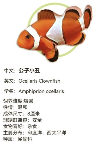小丑鱼怎么养_小丑鱼能和什么鱼混养-第2张图片-山城妙识 小丑鱼怎么养_小丑鱼能和什么鱼混养-第2张图片-山城妙识