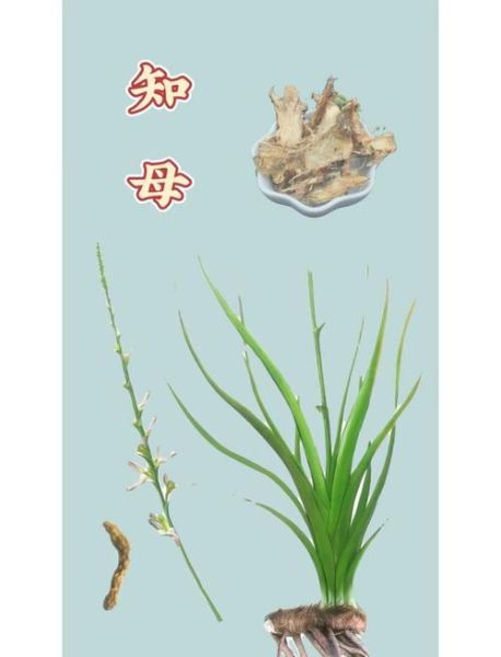 知母的功效与作用_知母能降血糖吗-第2张图片-山城妙识