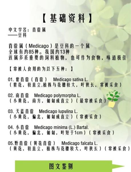 野菜苜蓿的功效与作用_苜蓿怎么吃最好-第2张图片-山城妙识
