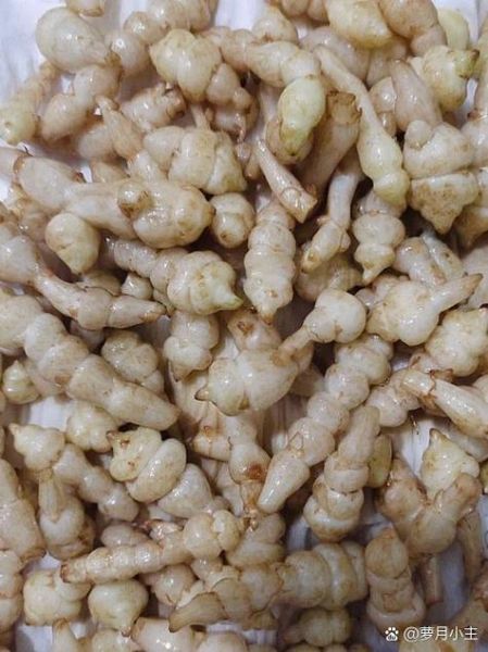 地参虫草图片_如何辨别真假-第3张图片-山城妙识 地参虫草图片_如何辨别真假-第3张图片-山城妙识