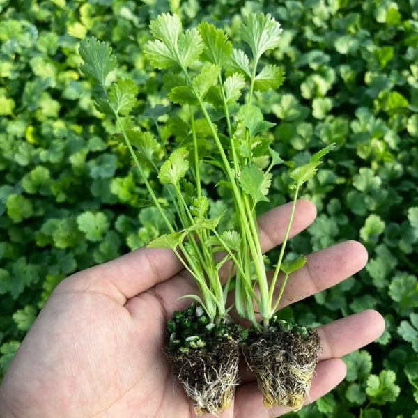 香菜怎么种才能出苗快_香菜种植技术及管理-第3张图片-山城妙识