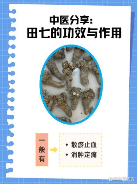 三七的功效与作用_三七的副作用有哪些-第1张图片-山城妙识