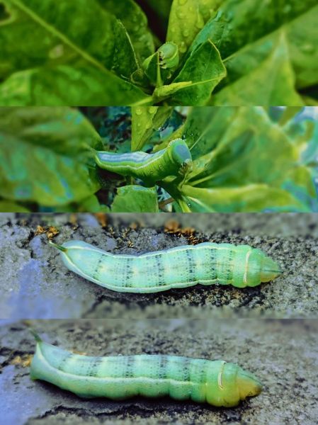 甜菜夜蛾幼虫长什么样_如何识别甜菜夜蛾幼虫-第1张图片-山城妙识